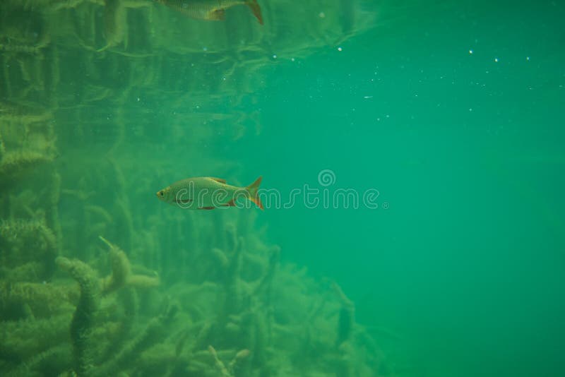 Rutilus Rutilus - Roach Fish in a Beautiful Lake in Austria, Underwater ...