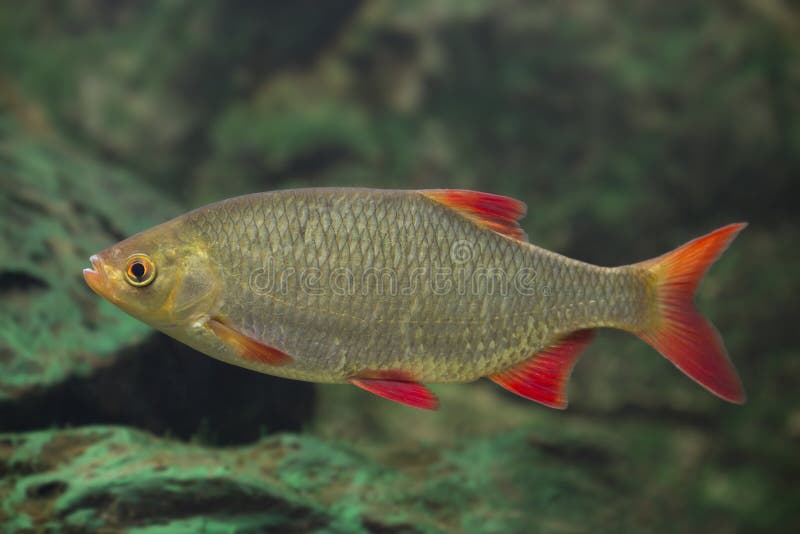 Rutilus rutilus - Roach stock image. Image of meat, black - 117442609