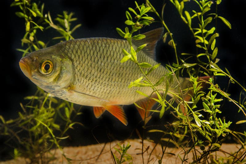 689 Rutilus Stock Photos - Free & Royalty-Free Stock Photos from Dreamstime