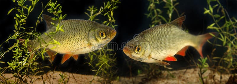 Rutilus Rutilus - Roach Fish in a Beautiful Lake in Austria, Underwater ...