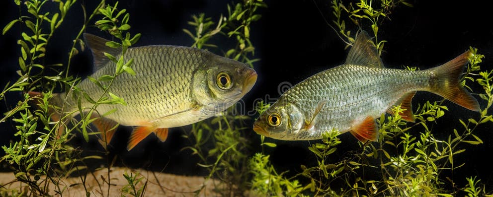 Rutilus rutilus - Roach stock photo. Image of sport, plant - 88763964