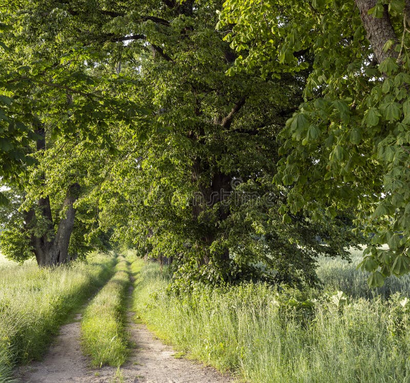 Ruts from Car Wheels in Rural Areas Stock Photo - Image of road, dirt ...