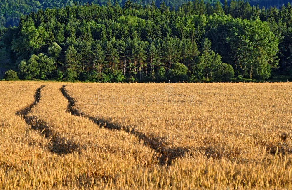 Ruts in the Field with Ripe Grain Stock Photo - Image of environment ...