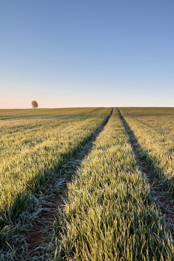 Ruts in Field and Solitaire Tree Under Blue Sky Stock Photo - Image of ...