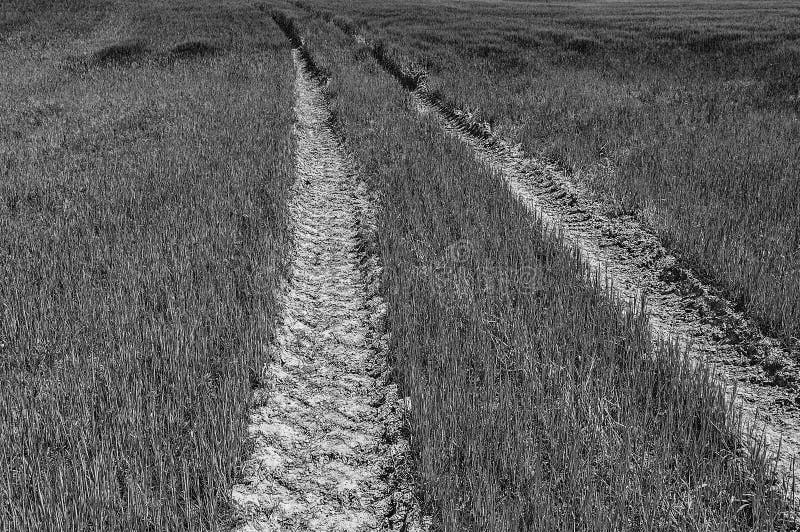 Ruts in a field stock image. Image of land, summer, sunny - 84741145