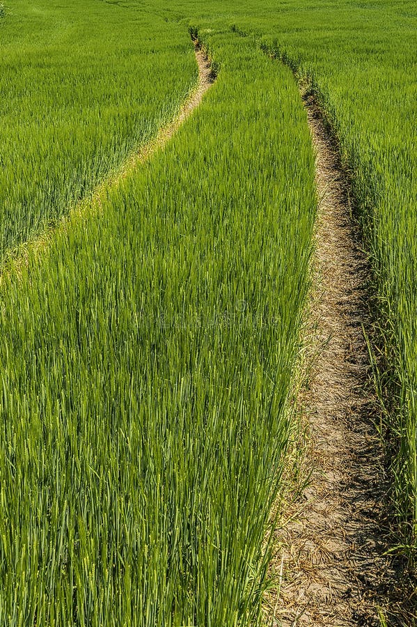 Ruts in a field stock image. Image of land, view, grass - 84745637