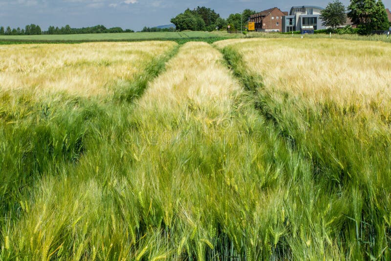The ruts of the tractor stock image. Image of growth - 59482003