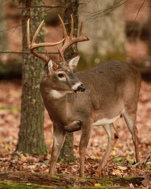 Rutting Buck stock photo. Image of rack, whitetail, smoky - 23913912