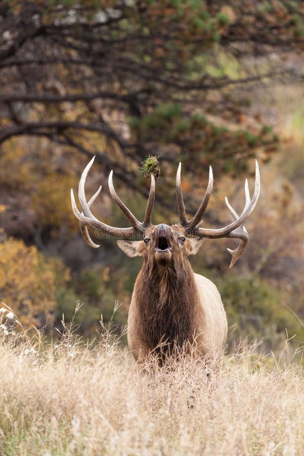 Rutting Bull Elk Bugling stock image. Image of nature - 53314345