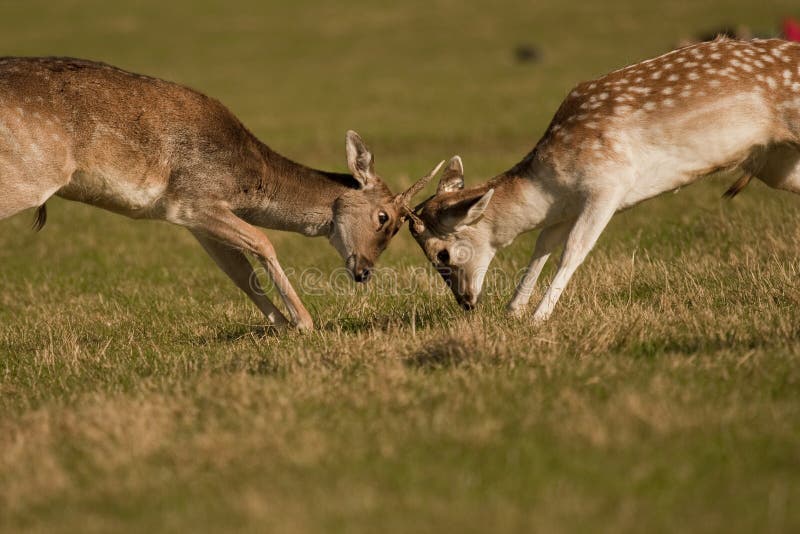 Rutting Deer stock image. Image of animals, deer, europe - 11393369