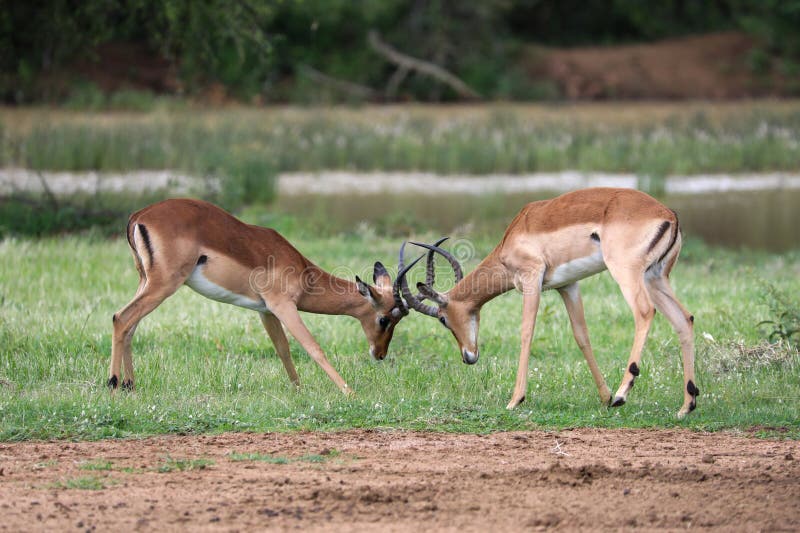 Rutting impala rams stock image. Image of safari, savannah - 344052403