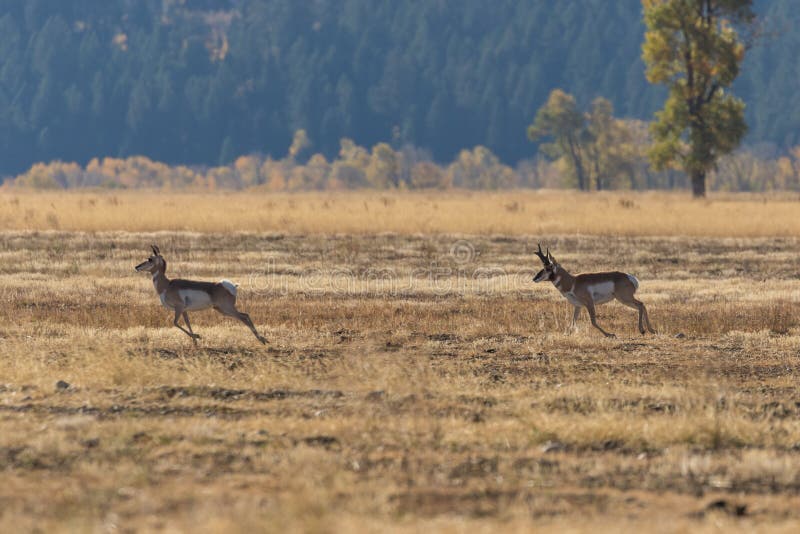 Rutting Pronghorn Buck and Doe Stock Photo - Image of rutting, deer ...
