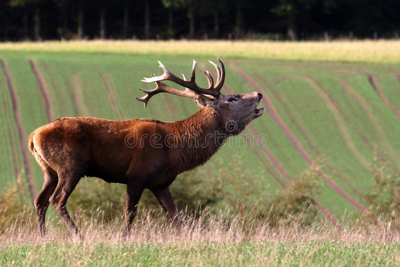 Rutting Red Deer Stag stock image. Image of rutting, cute - 1412325