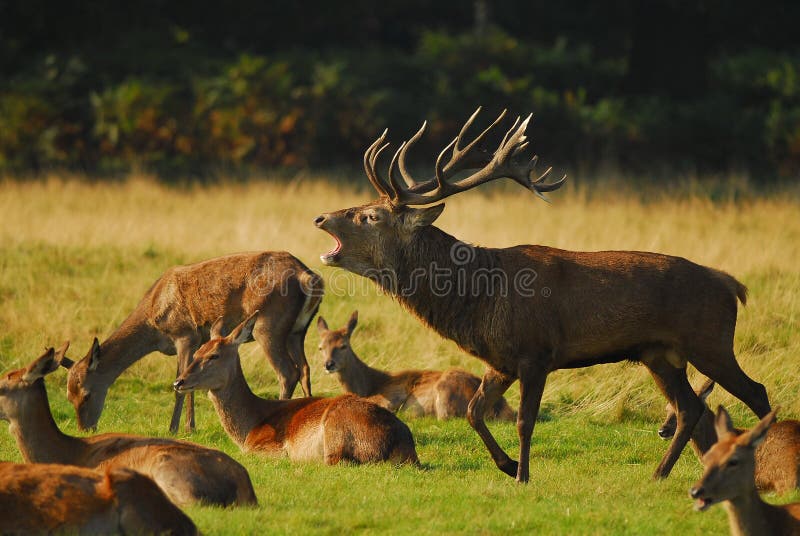 Rutting Season stock image. Image of horn, fighting, rutting - 6777621
