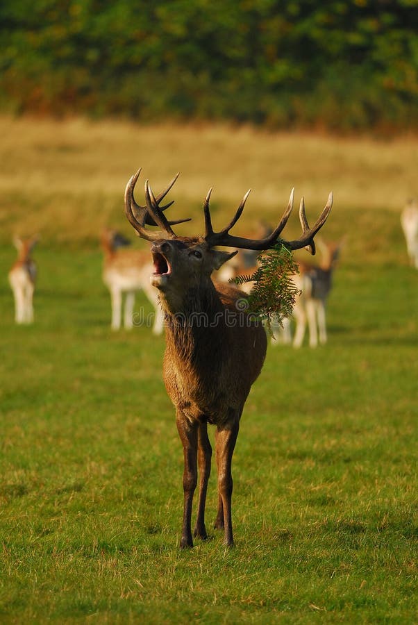 Rutting Season stock photo. Image of mating, antler, mammal - 6778106