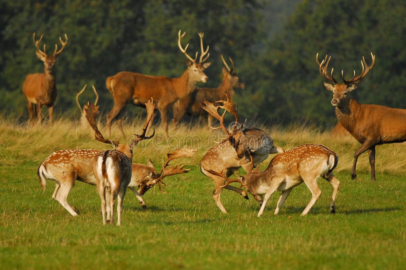 Rutting Season stock photo. Image of mating, rutting, stag - 6777982