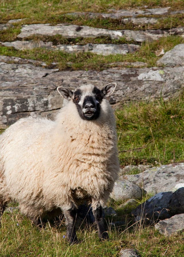 Rutting sheep stock image. Image of animal, wool, county - 11607297