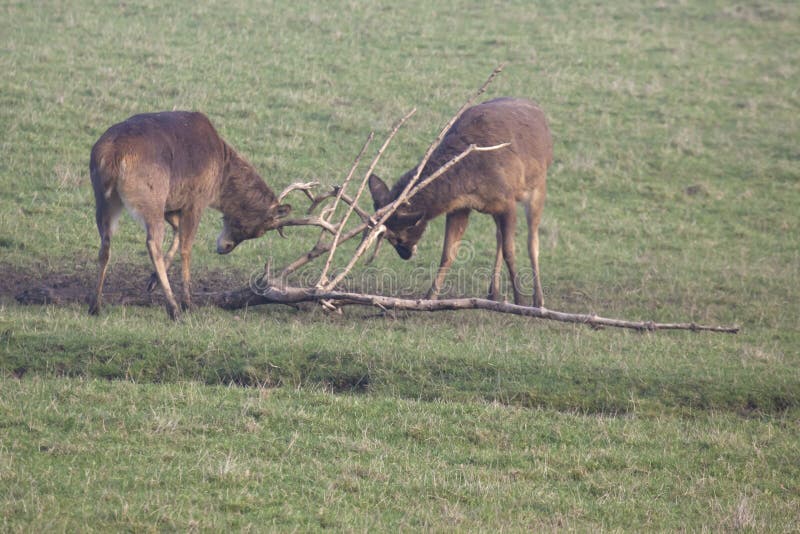 Rutting Stags stock image. Image of duvaucelii, rucervus - 84750019