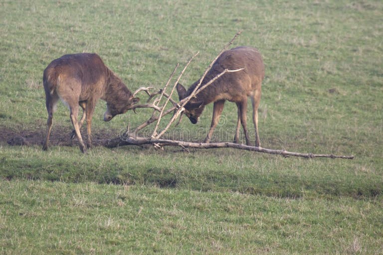 Rutting Stags stock image. Image of duvaucelii, rucervus - 84750019