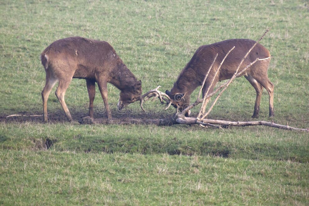 Rutting Stags stock photo. Image of quadruped, duvaucelii - 84750380