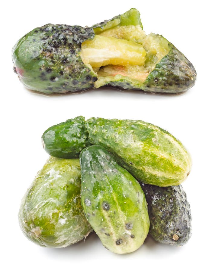 Ruttna och mögliga gurkor fotografering för bildbyråer. Bild av vitt ...