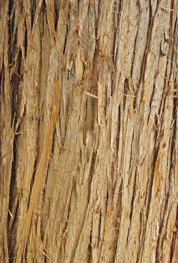 Ruw hout stock foto. Image of cijfer, boom, geweven, geel - 16489202