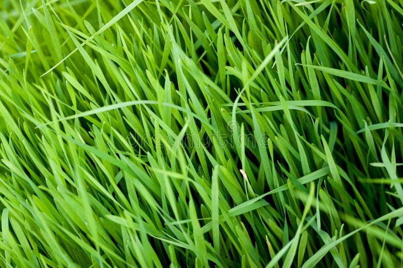 Noten en zaden stock afbeelding. Image of macro, gezond - 6742253