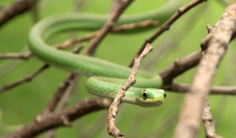 Ruwe groene slang stock foto. Image of groen, reptiel - 31594158