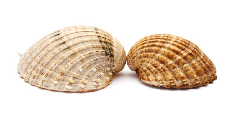 Ruwe Kokkel, Acanthocardia-tuberculata, Shell Op Wit Stock Afbeelding ...