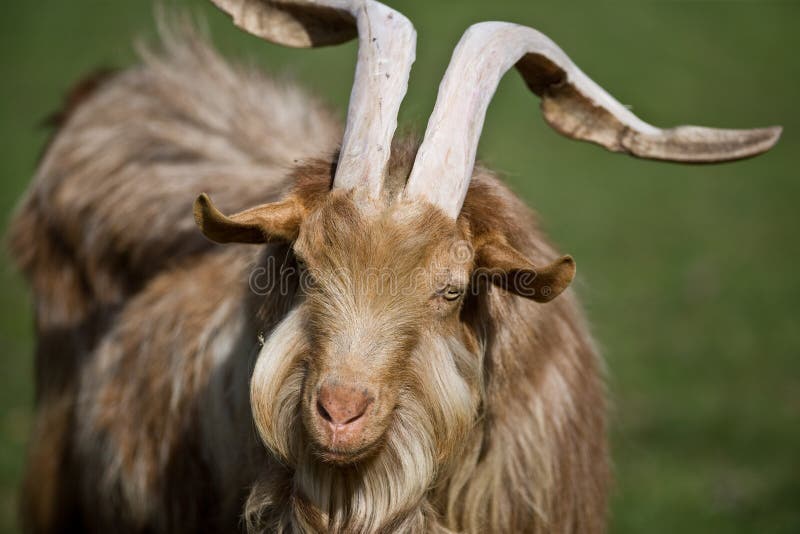 Geit stock foto. Image of schapen, slapend, koppig, rassen - 23486648