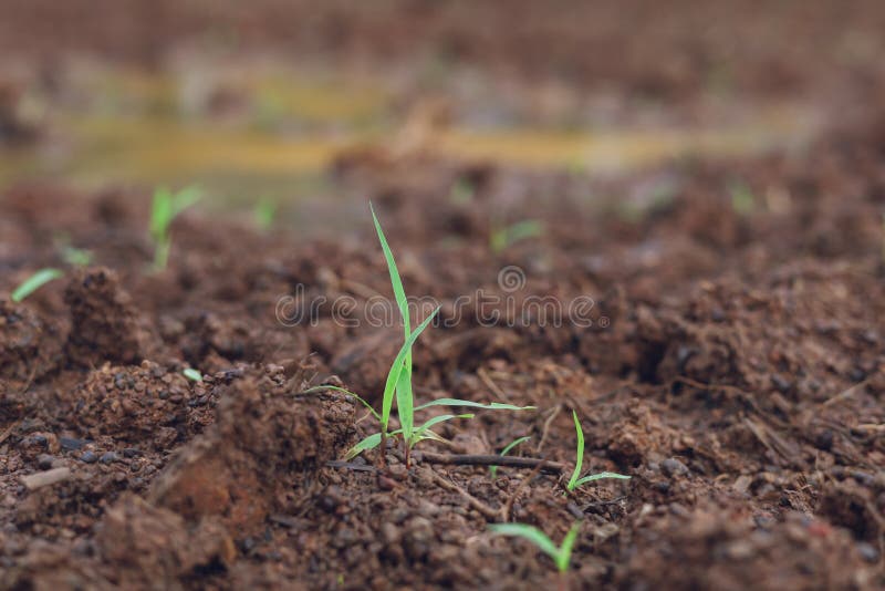 Ruzi Grass is Emerging in the Grass Field. Grazing Stock Image - Image ...