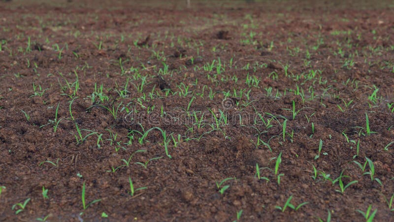 Ruzi Grass is Emerging in the Grass Field. Grazing Stock Image - Image ...