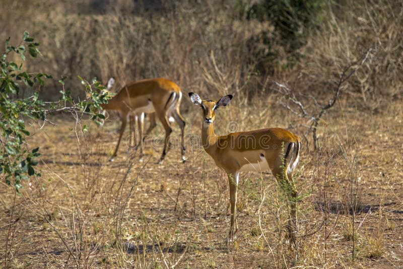 Akegera Stock Photos - Free & Royalty-Free Stock Photos from Dreamstime