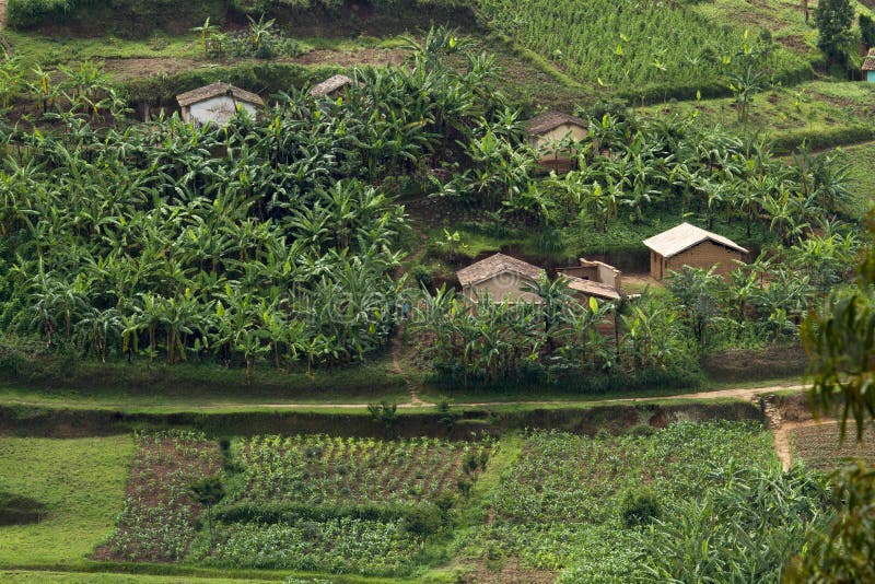 Rwanda stock photo. Image of rwanda, plant, mountain - 48130558