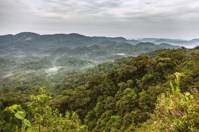 Rwanda rainforests. stock photo. Image of tropical, life - 70501256
