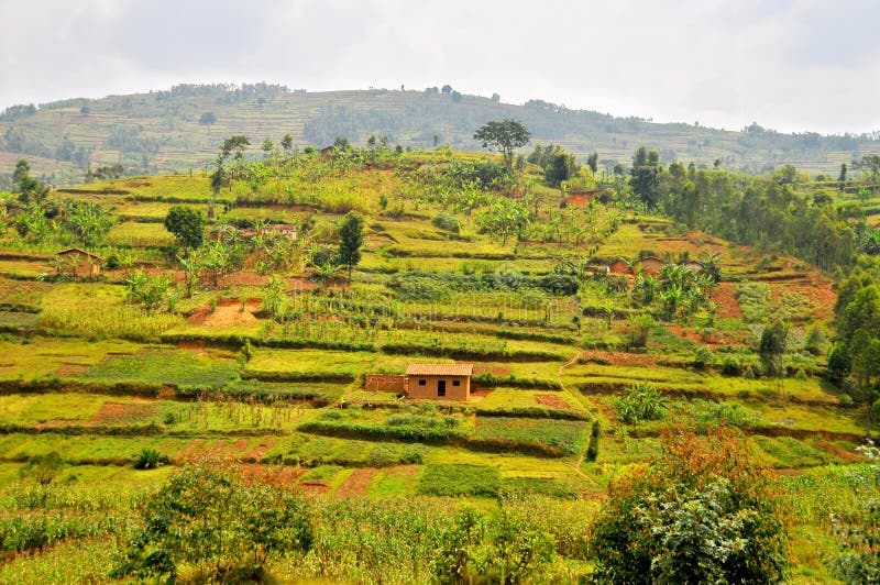Rwanda S Agricultural Landscape Stock Photo - Image of africa ...