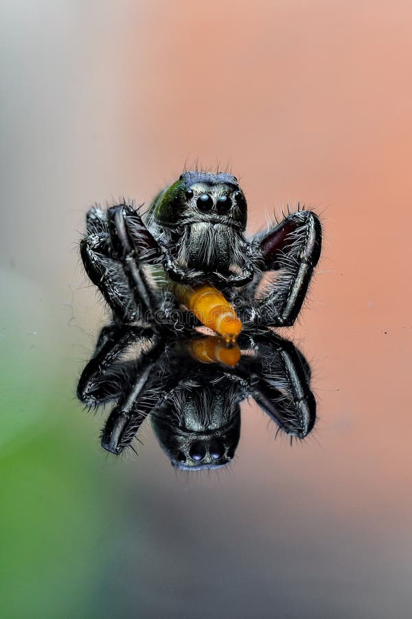 Rwflection Hillus Jumping Spider with Prey Stock Image - Image of ...