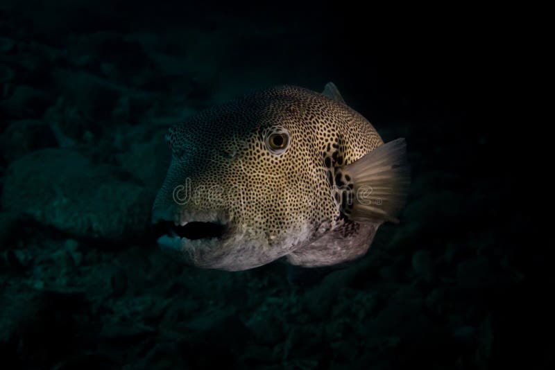 Olbrzymia Ryba Dymna Na Piaszczystym Dnie Morza Czerwonego Gwiezdna ...