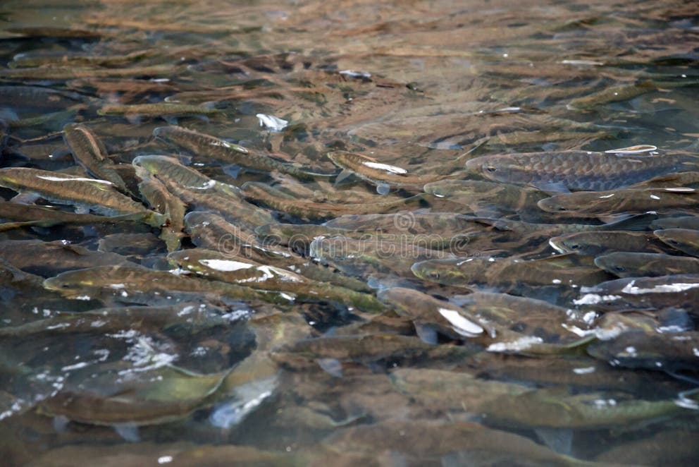 Ryba w parku narodowym zdjęcie stock. Obraz złożonej z jedzenie - 30896110