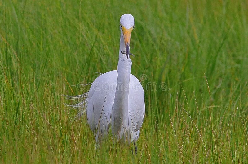 Ryba w usta obraz stock. Obraz złożonej z ryba, oczy - 132665633
