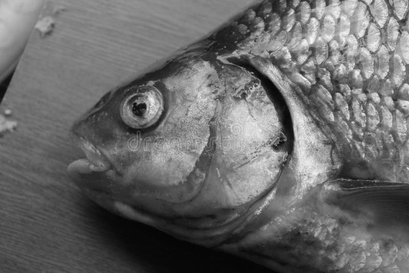 Karp Ryba Z Usta Otwartym zdjęć stockowych - bezpłatne i z licencją ...