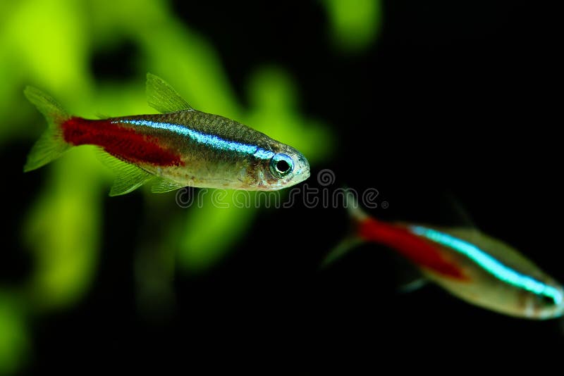 Neonowa tetra ryba zdjęcie stock. Obraz złożonej z albinos - 145112420