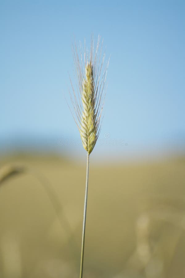 Rye stock image. Image of field, nature, stem, seed, cornfield - 14936829
