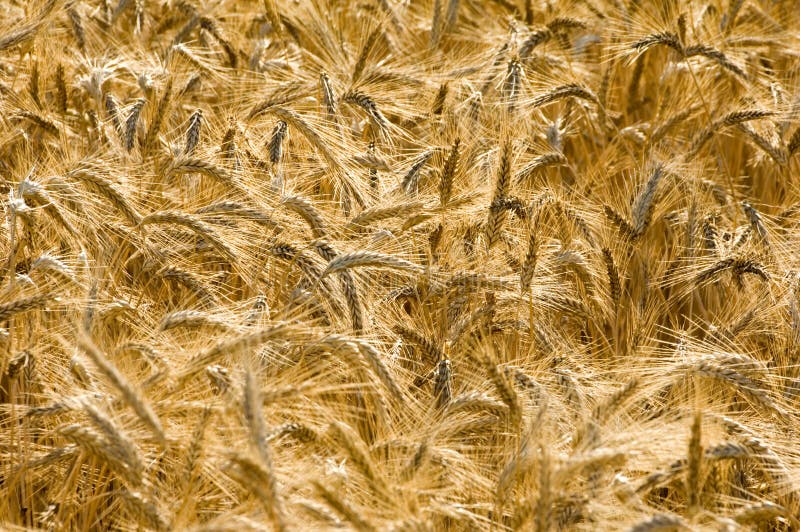 Rye stock photo. Image of country, ears, cultivated, farming - 1645528