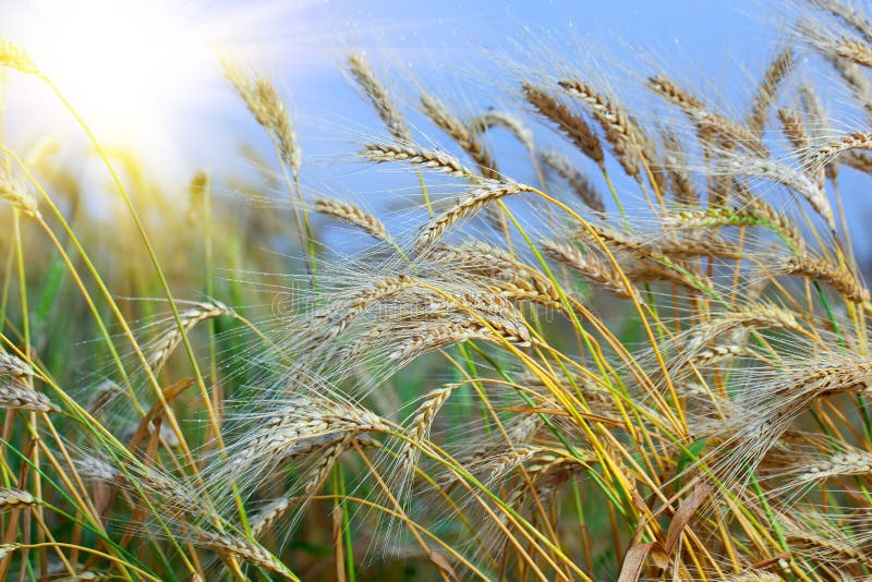 Rye stock photo. Image of cultivate, harvest, golden - 25384178