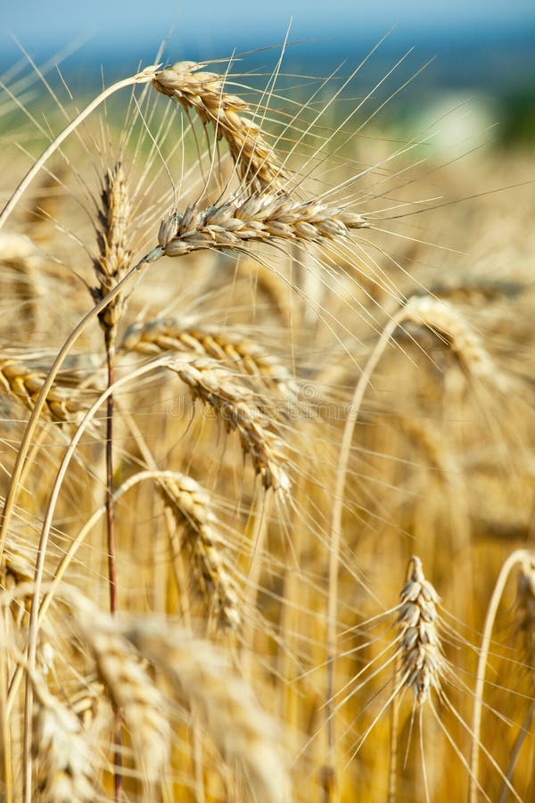 Rye field before harvest stock photo. Image of grain - 56661898