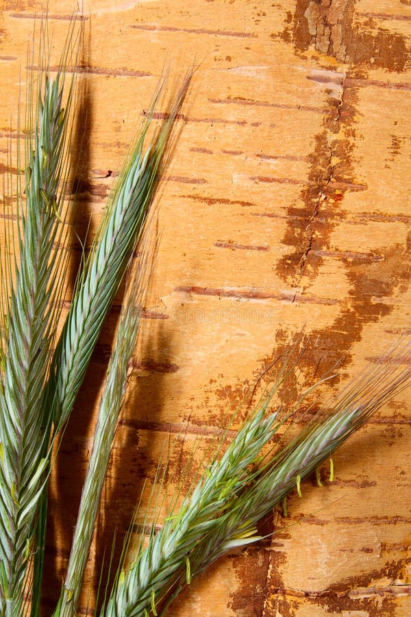 Rye stock photo. Image of grunge, texture, rural, inflorescence - 28515676