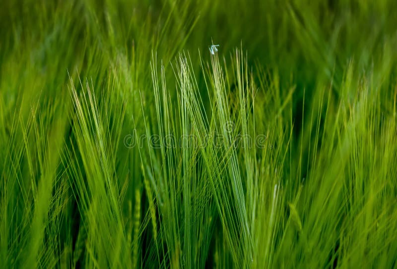 Rye foto de archivo. Imagen de campo, exterior, agricultura - 30873974