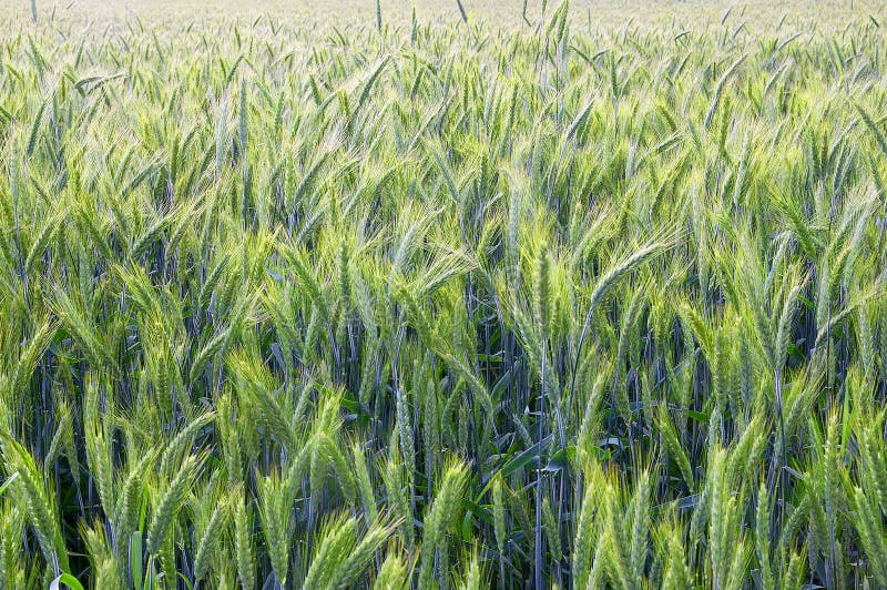 The rye stock photo. Image of crops, crop, bread, bright - 5643838