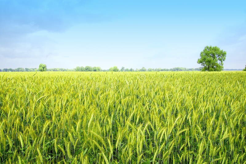 The rye stock photo. Image of close, farmland, farming - 5644276